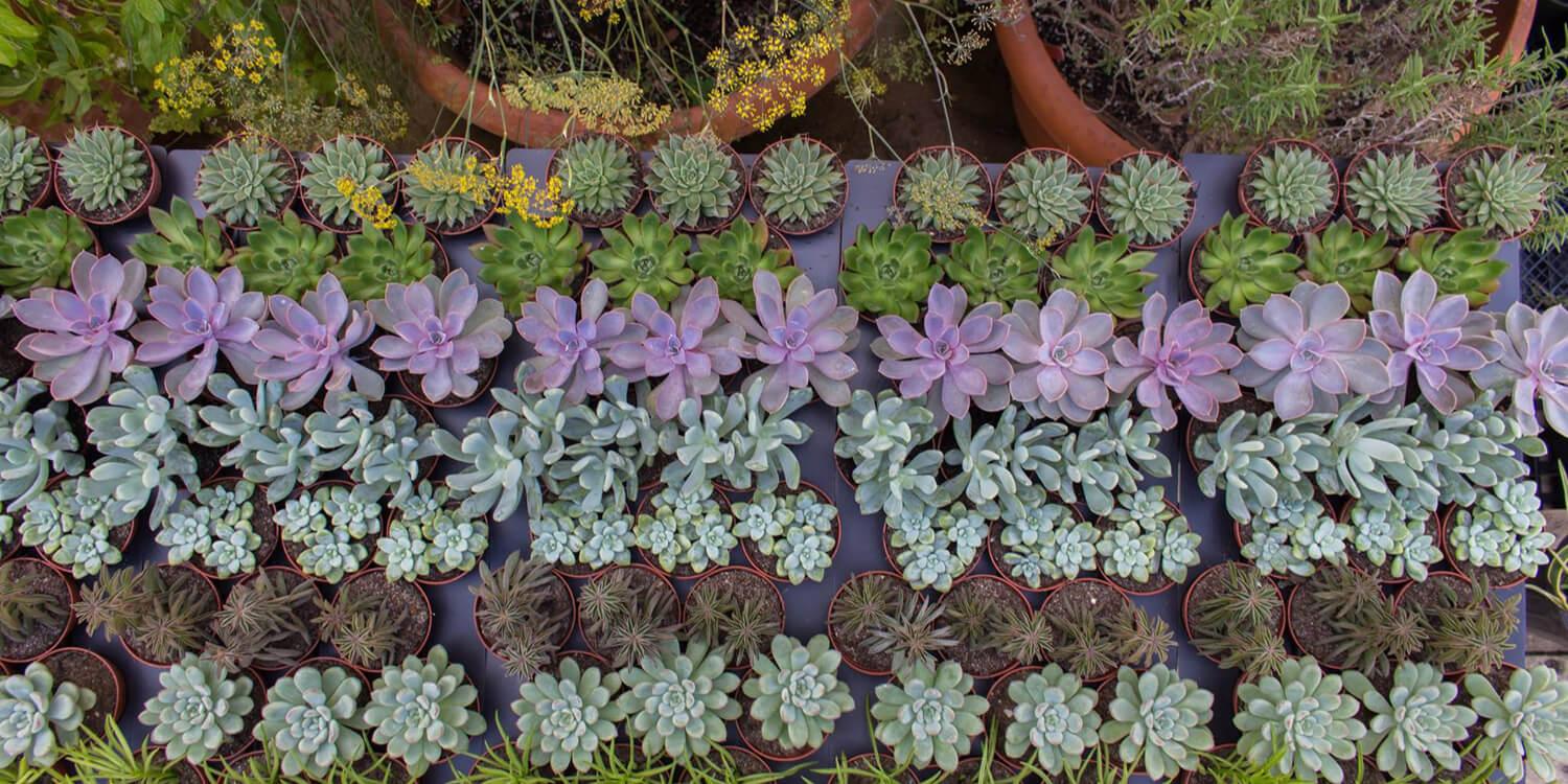 Rootstock Plant & Garden Festival - Visit Central Florida